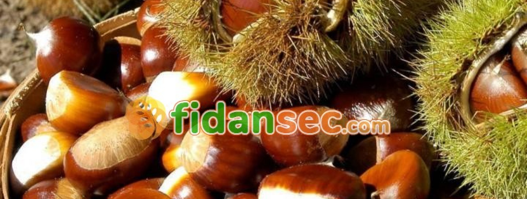 En İyi Kestane Fidanı Hangisidir